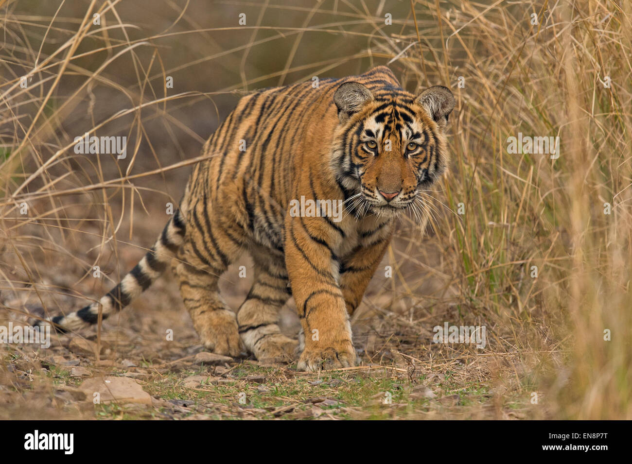 Tiger approach approaching hi-res stock photography and images - Alamy