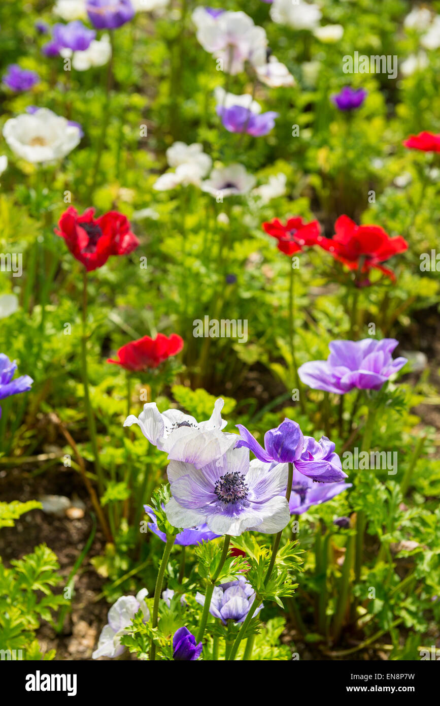 Beautiful spring flowers in bloom Stock Photo - Alamy
