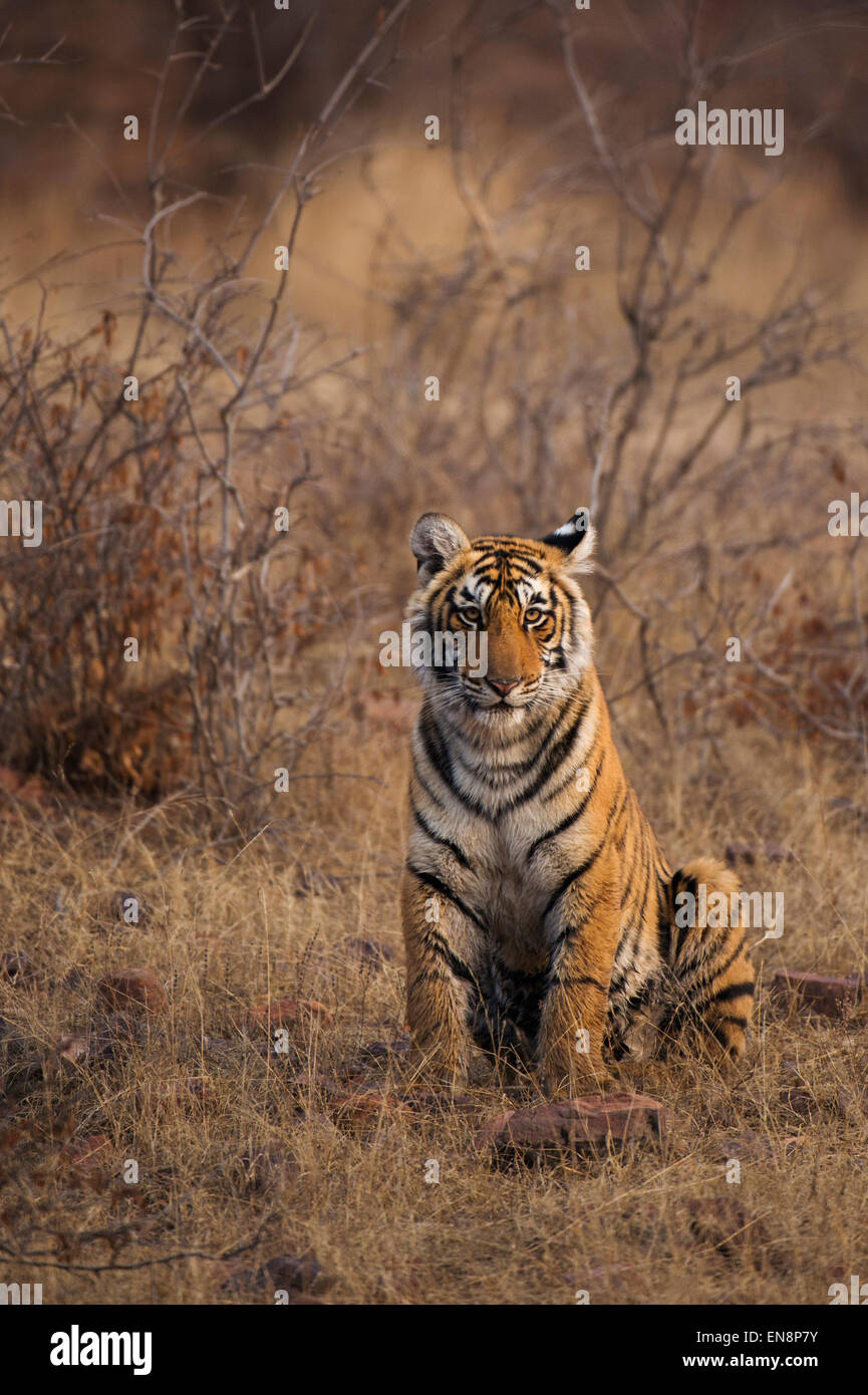 Tiger sitting hi-res stock photography and images - Alamy