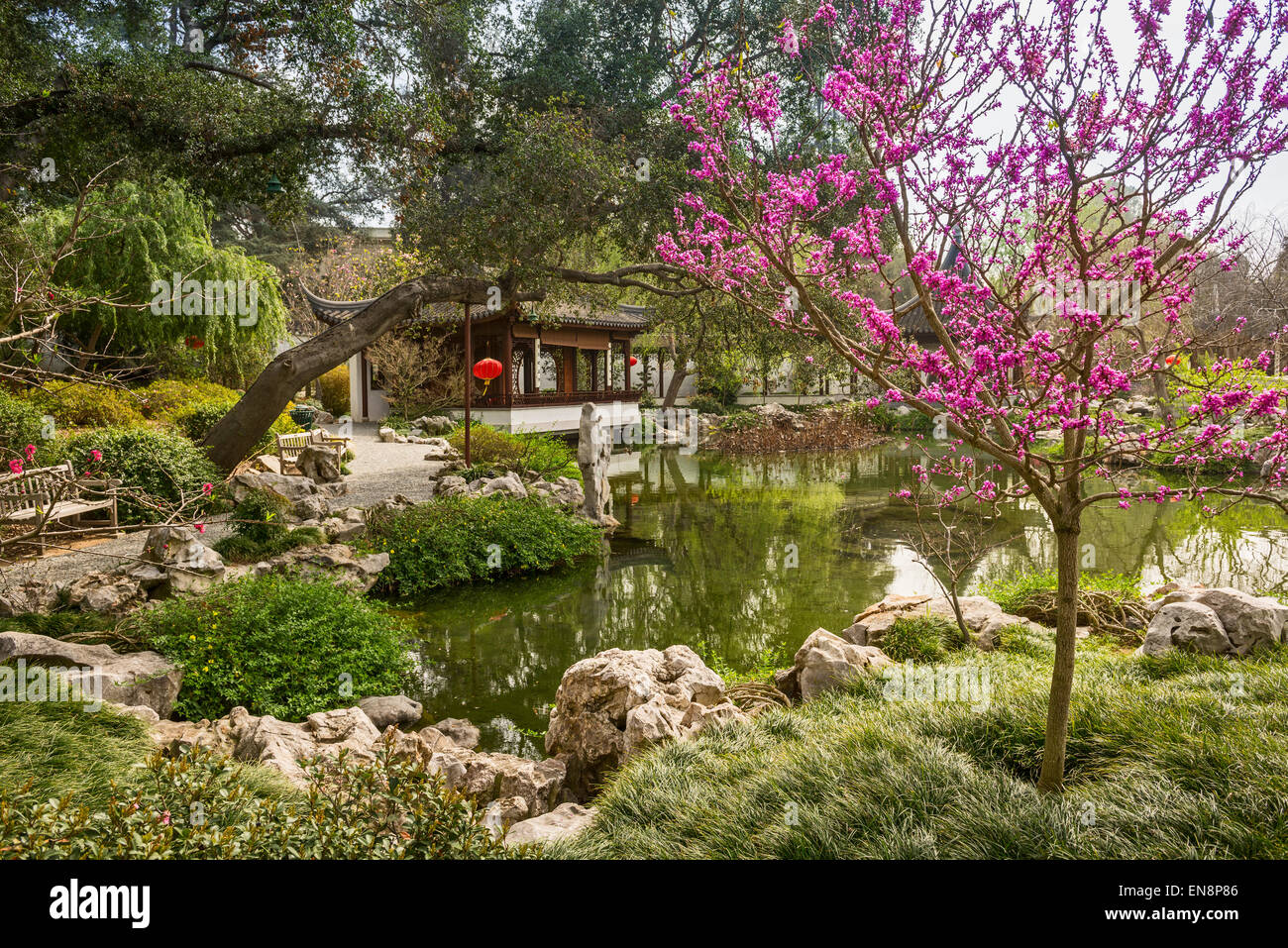 Chinese Plants And Trees