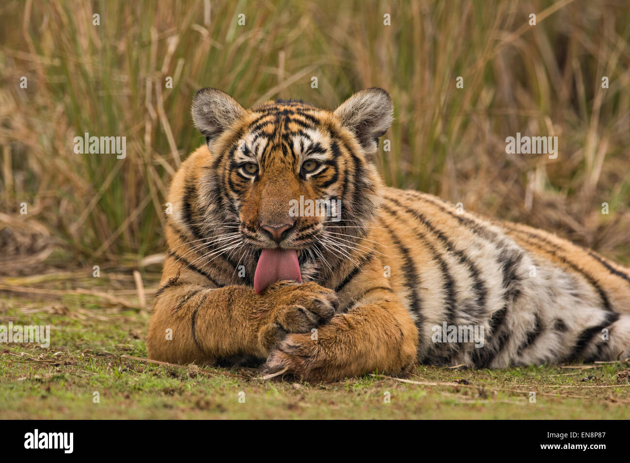 Sub adult tiger resting on a grassy patch of ground in Ranthambhore ...
