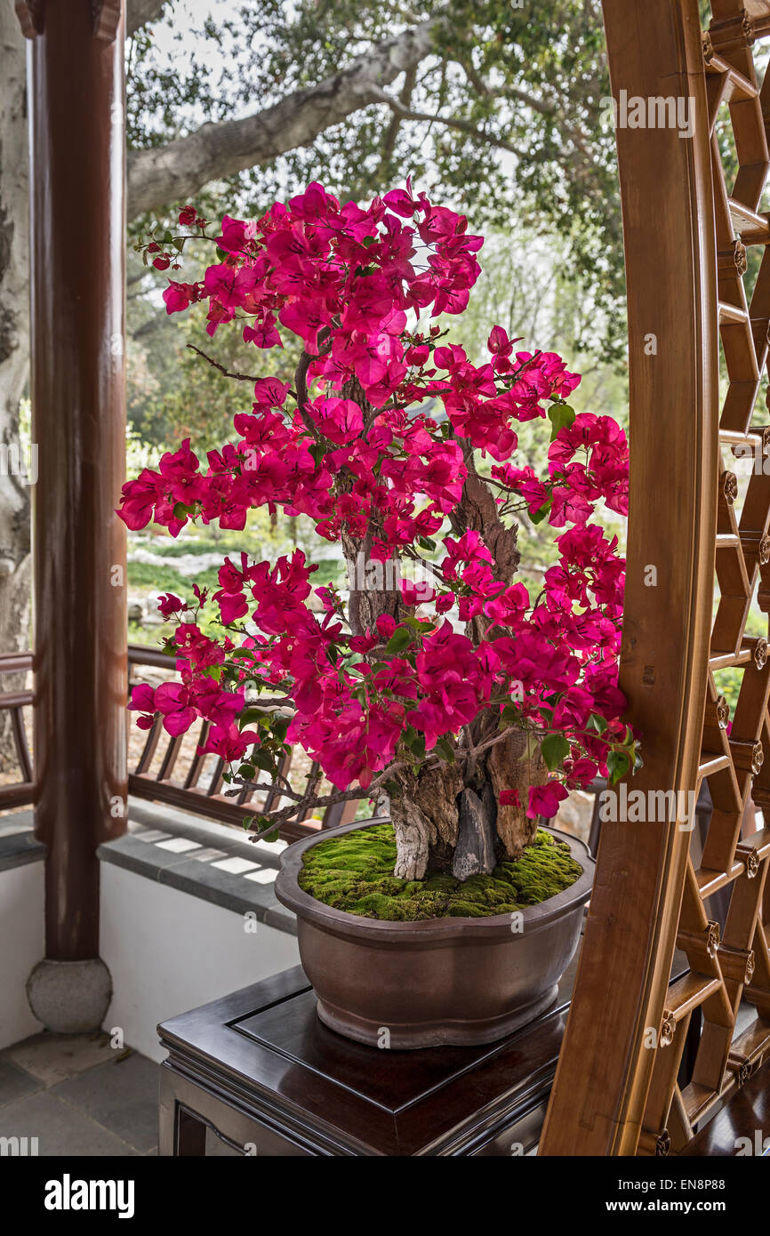 Vibrant and blooming bonsai tree Stock Photo - Alamy