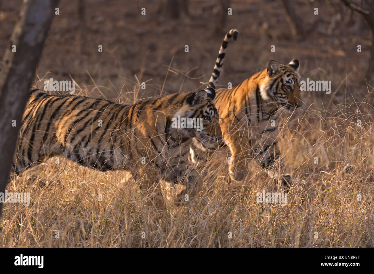 Young sub adult Bengal Tiger cubs running across the dry wooded forests ...