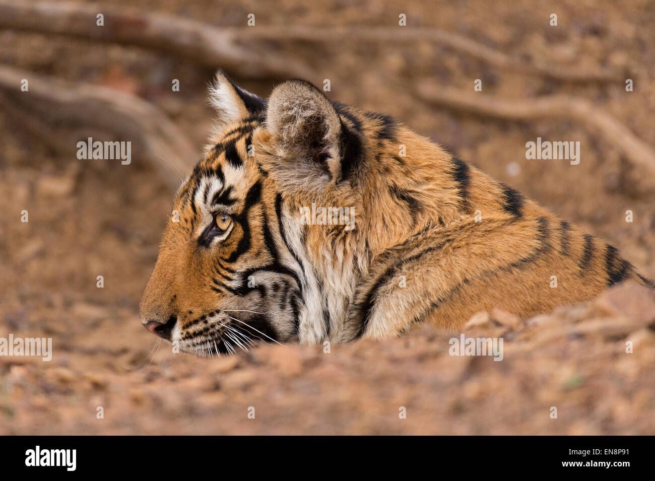 Head shot of a sub adult or juvenile wild Bengal tiger sitting behind a ...