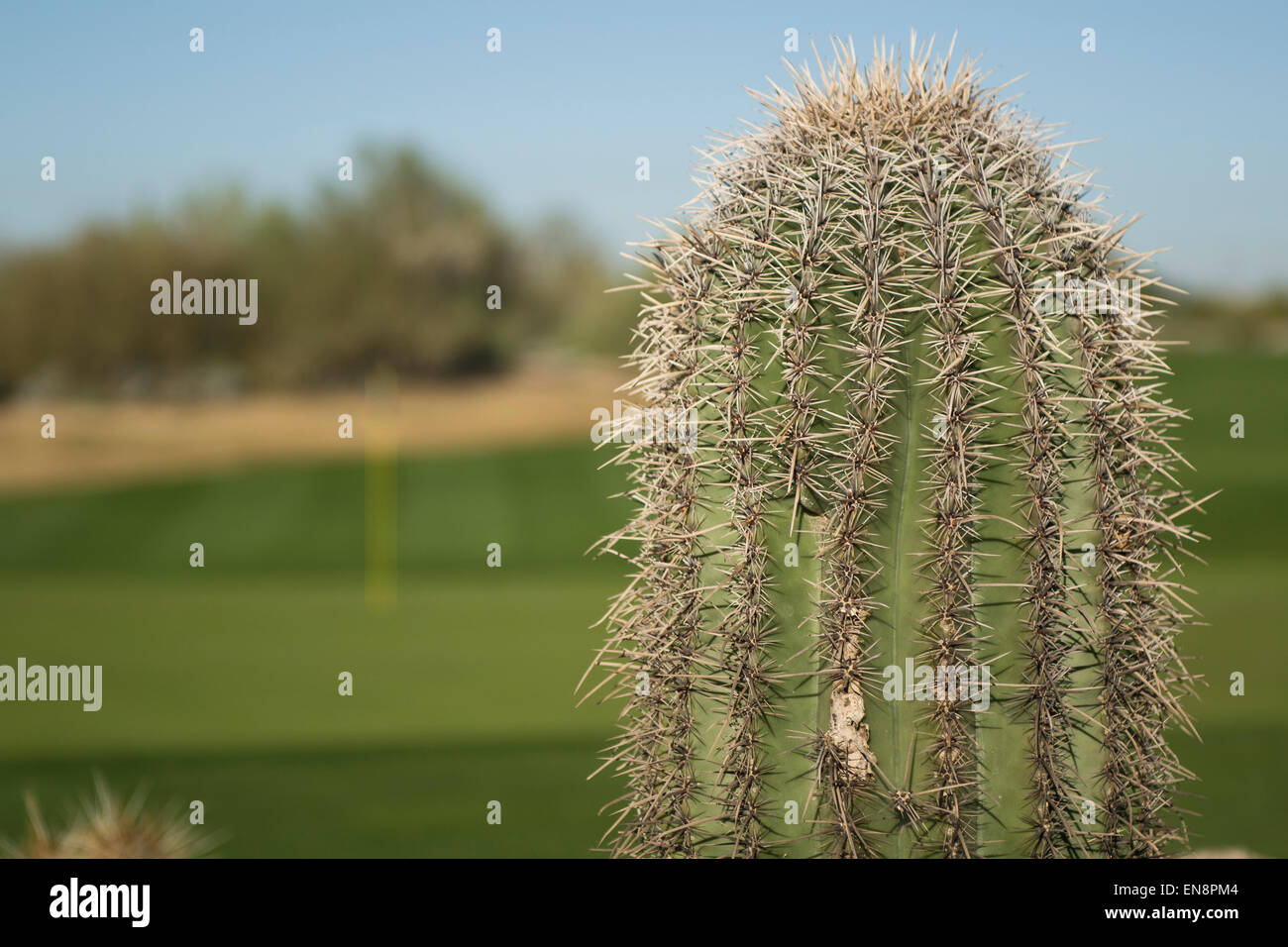 A barrel cactus is in the foreground of a southwestern golf course with ...