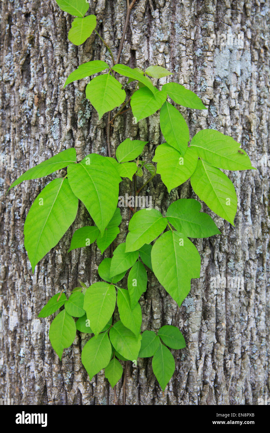 Poison Ivy (Toxicodendron radicans) growing on a tree trunk Stock Photo ...