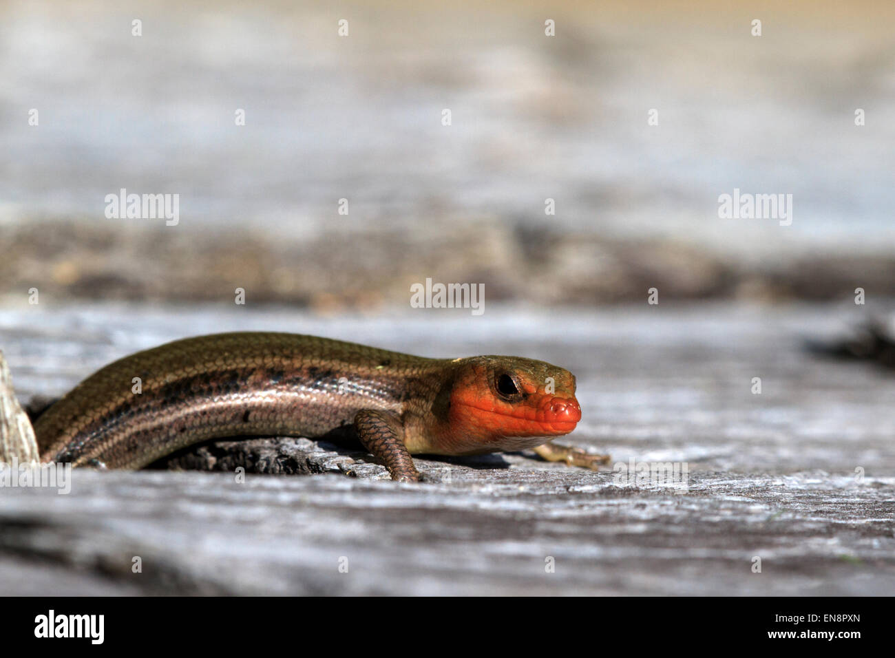 American five-lined skink (Plestiodon fasciatus), breeding male Stock ...