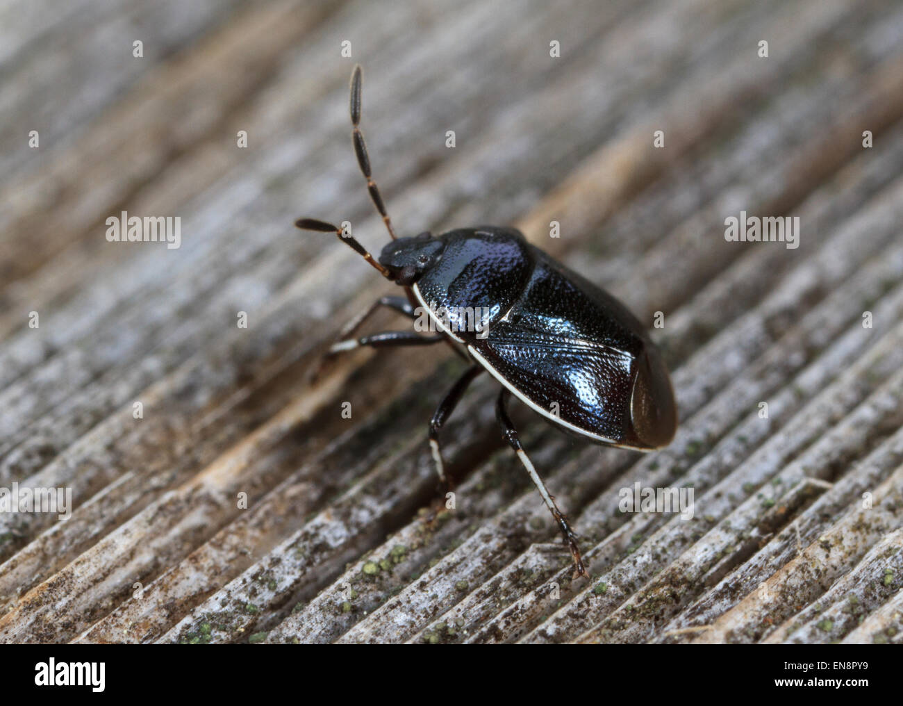 Sehirus cinctus hi-res stock photography and images - Alamy