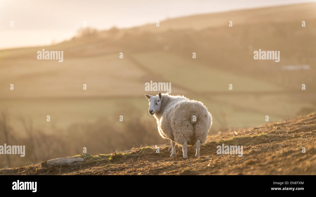 Moors farm rural hi-res stock photography and images - Alamy