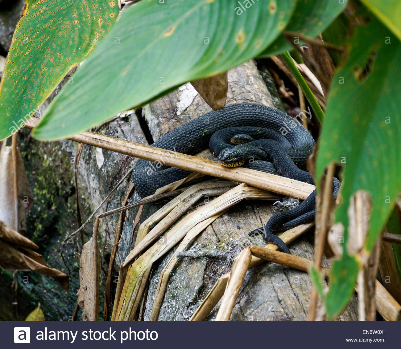 Black Racer Snake High Resolution Stock Photography and Images - Alamy