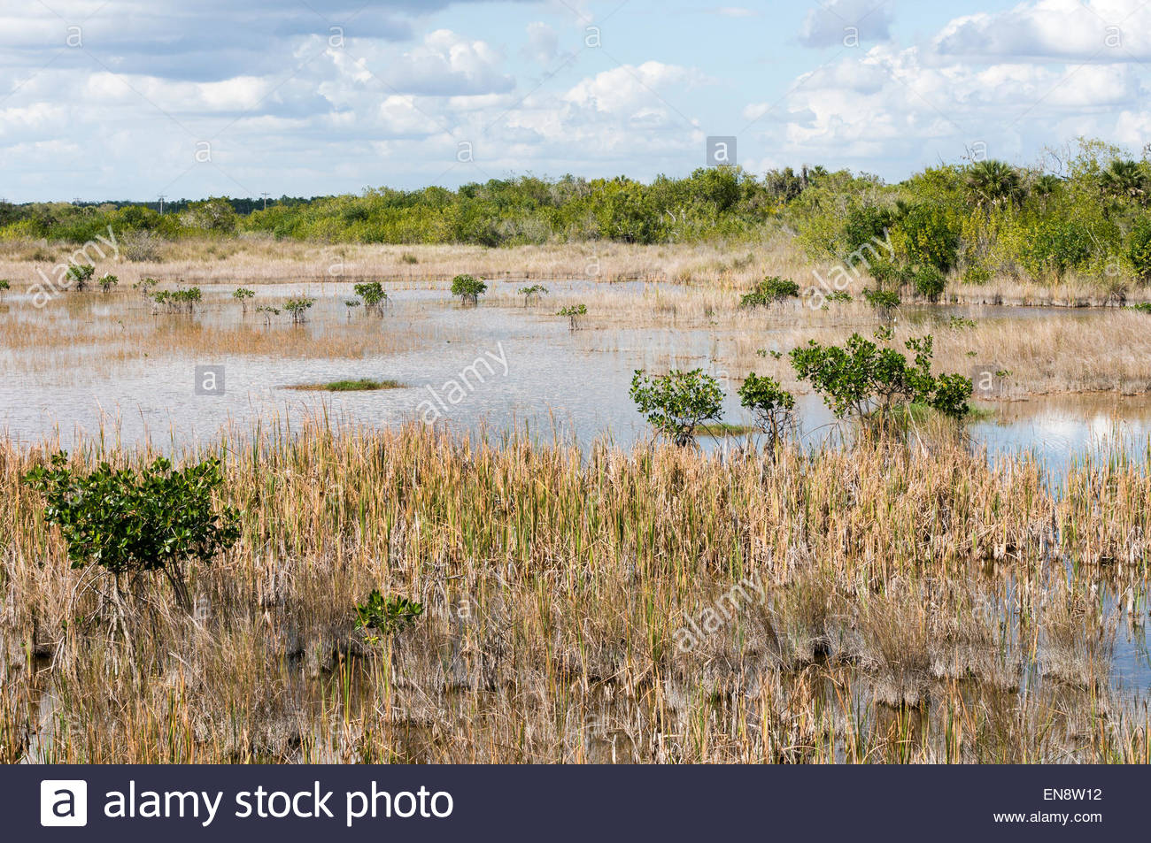 Swamp Grasses High Resolution Stock Photography and Images - Alamy