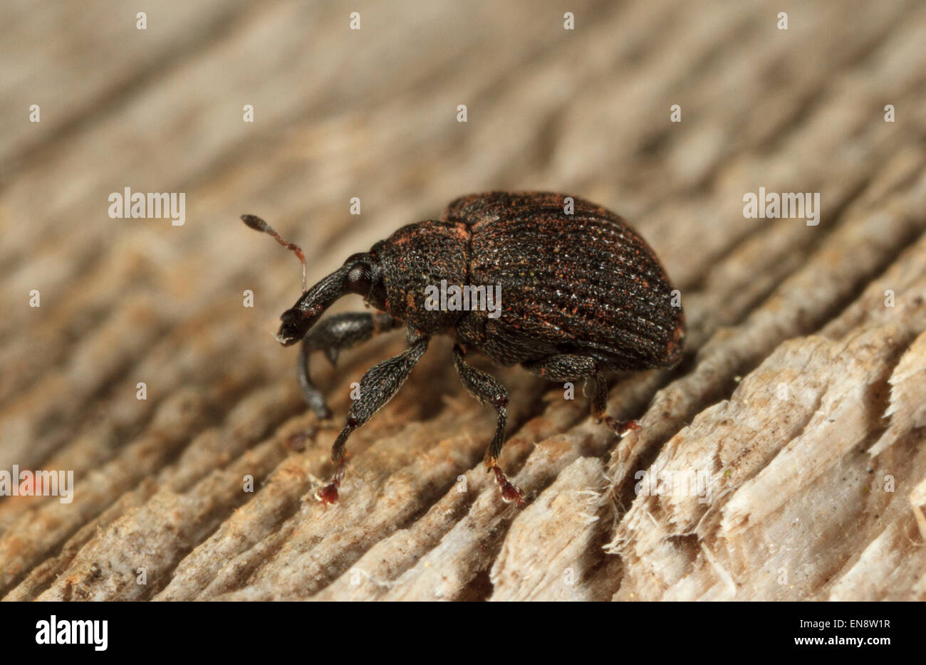 Yellow poplar weevil hi-res stock photography and images - Alamy