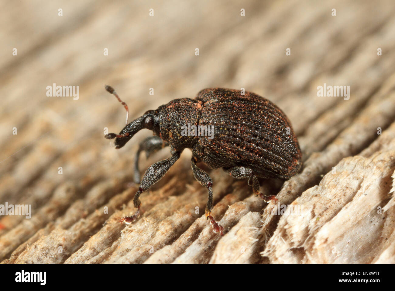 Yellow poplar weevil hi-res stock photography and images - Alamy