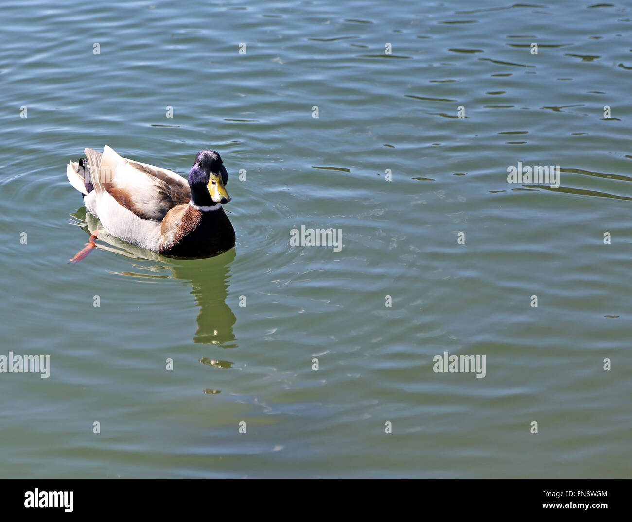 Big duck hi-res stock photography and images - Alamy