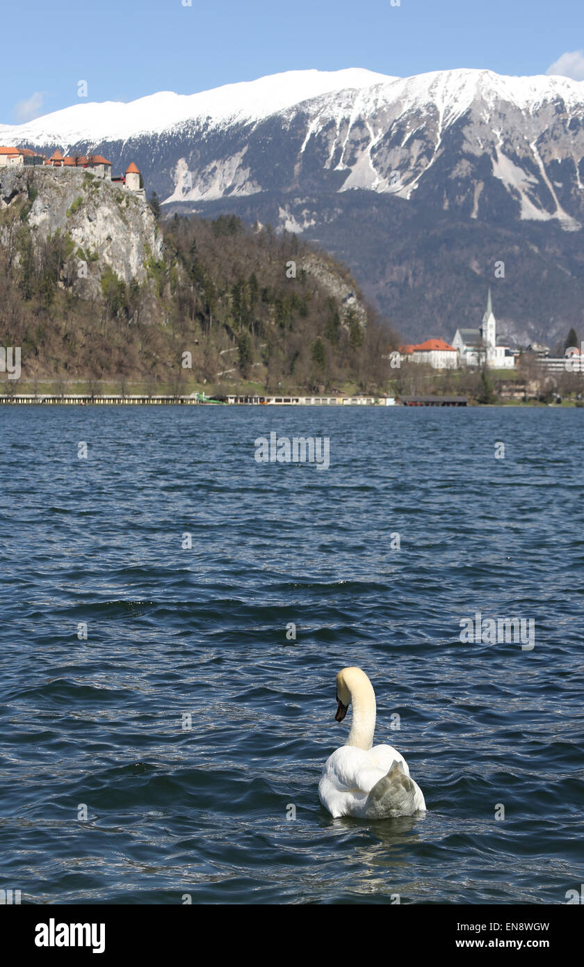 Swan swims in Lake BLED and the medieval castle in the background Stock ...