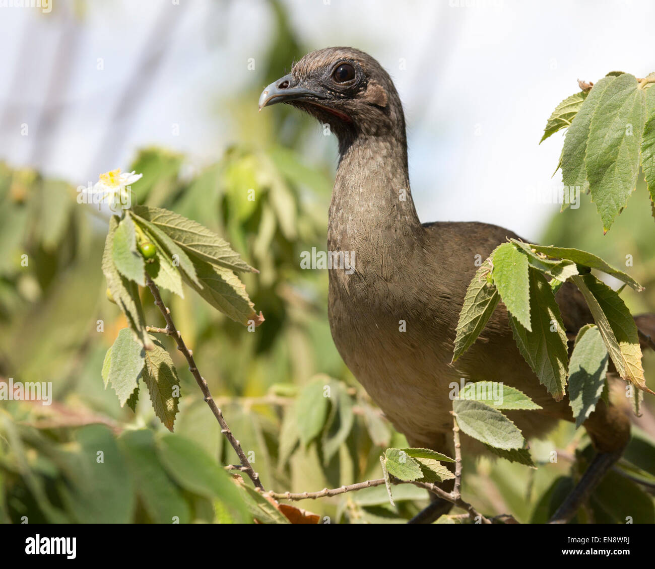 Chachalaca bird hi-res stock photography and images - Alamy