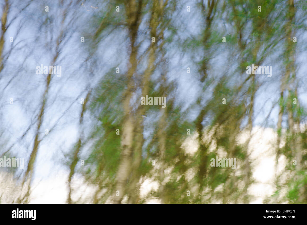 spring forest reflection in water Stock Photo - Alamy