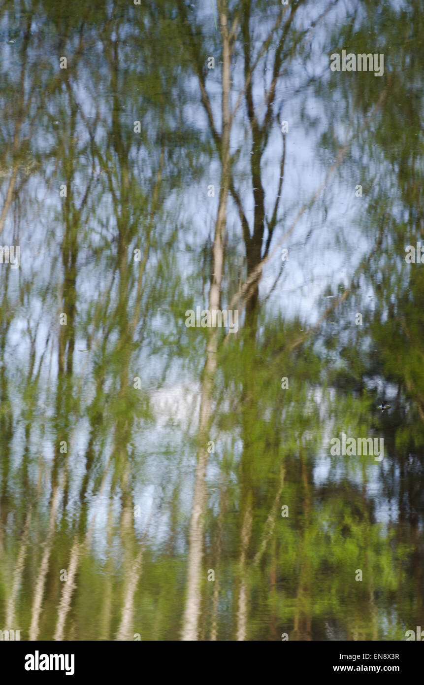 spring forest reflection in water Stock Photo - Alamy