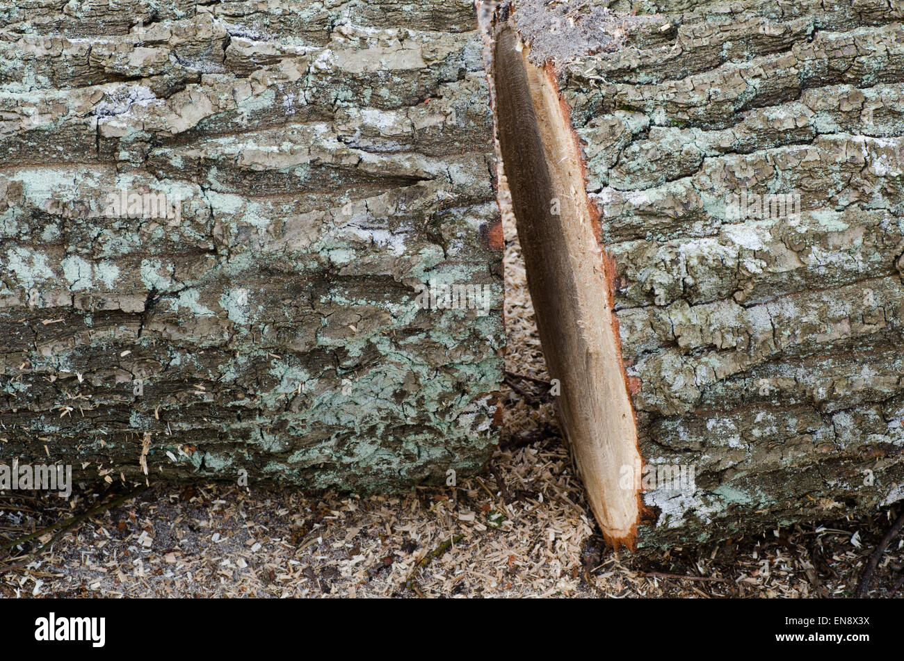 Close up tree cut hi-res stock photography and images - Alamy