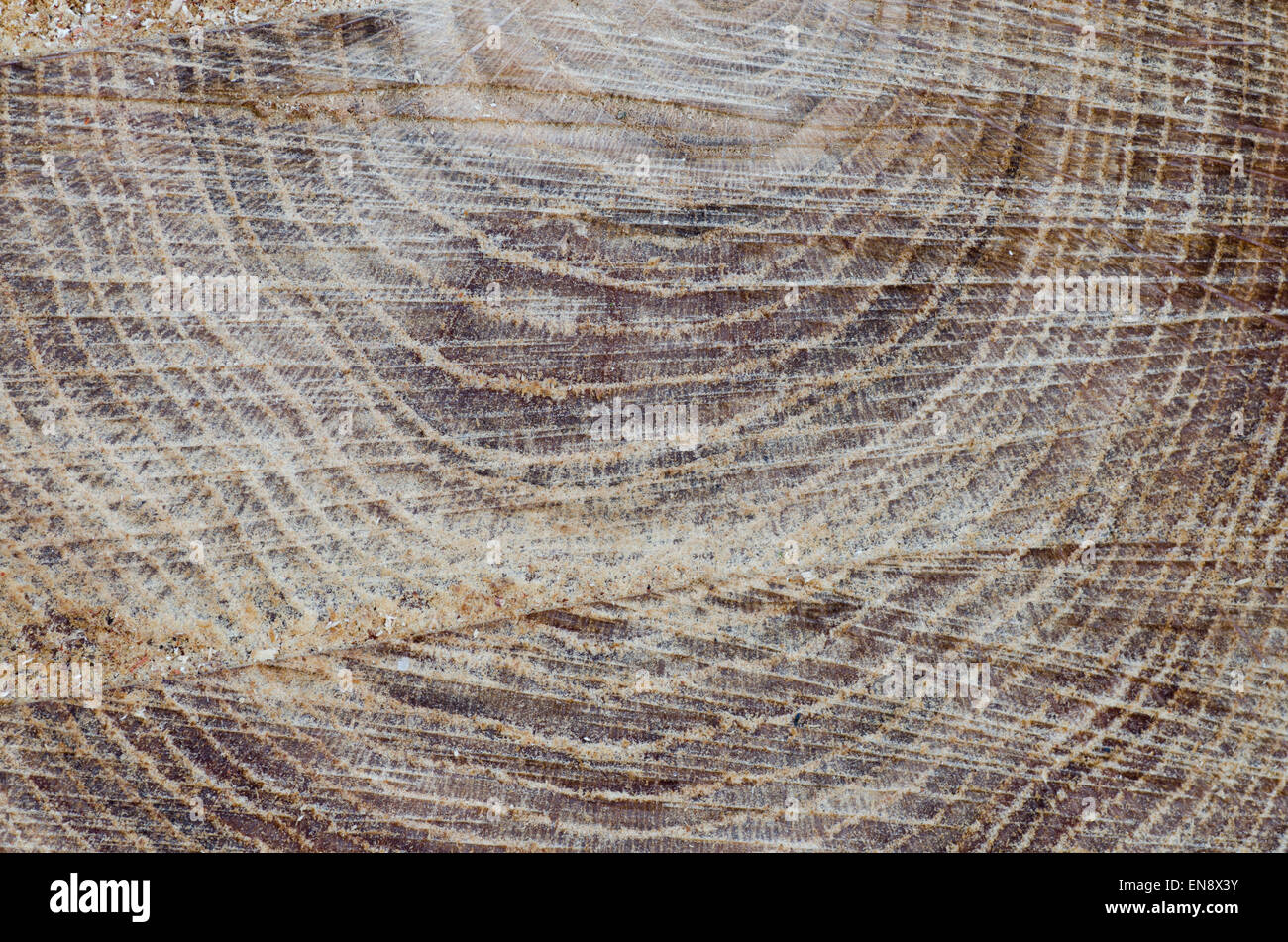 closeup to cut tree trunk texture background Stock Photo - Alamy