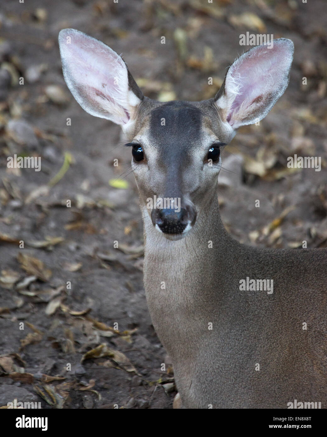 White-tailed deer (Odocoileus virginianus) in Mexico Stock Photo - Alamy