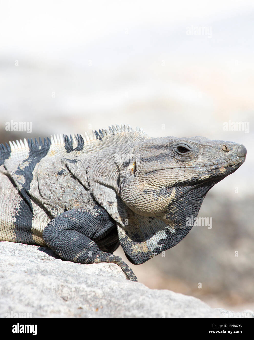 Black Spiny-tailed Iguana (Ctenosaura similis) basking in the sun at ...
