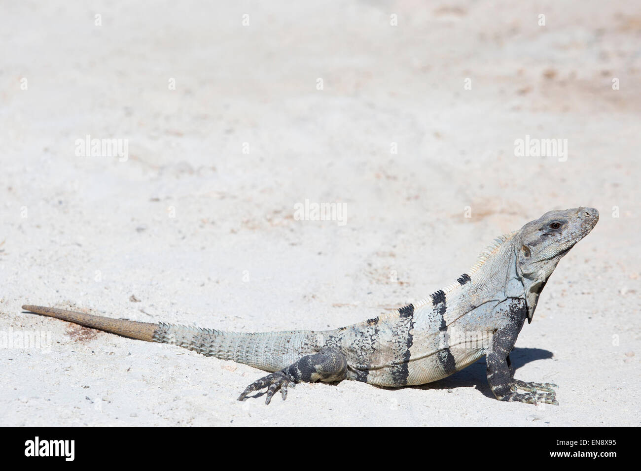 Black Spiny-tailed Iguana (Ctenosaura similis) with regrown tail after ...