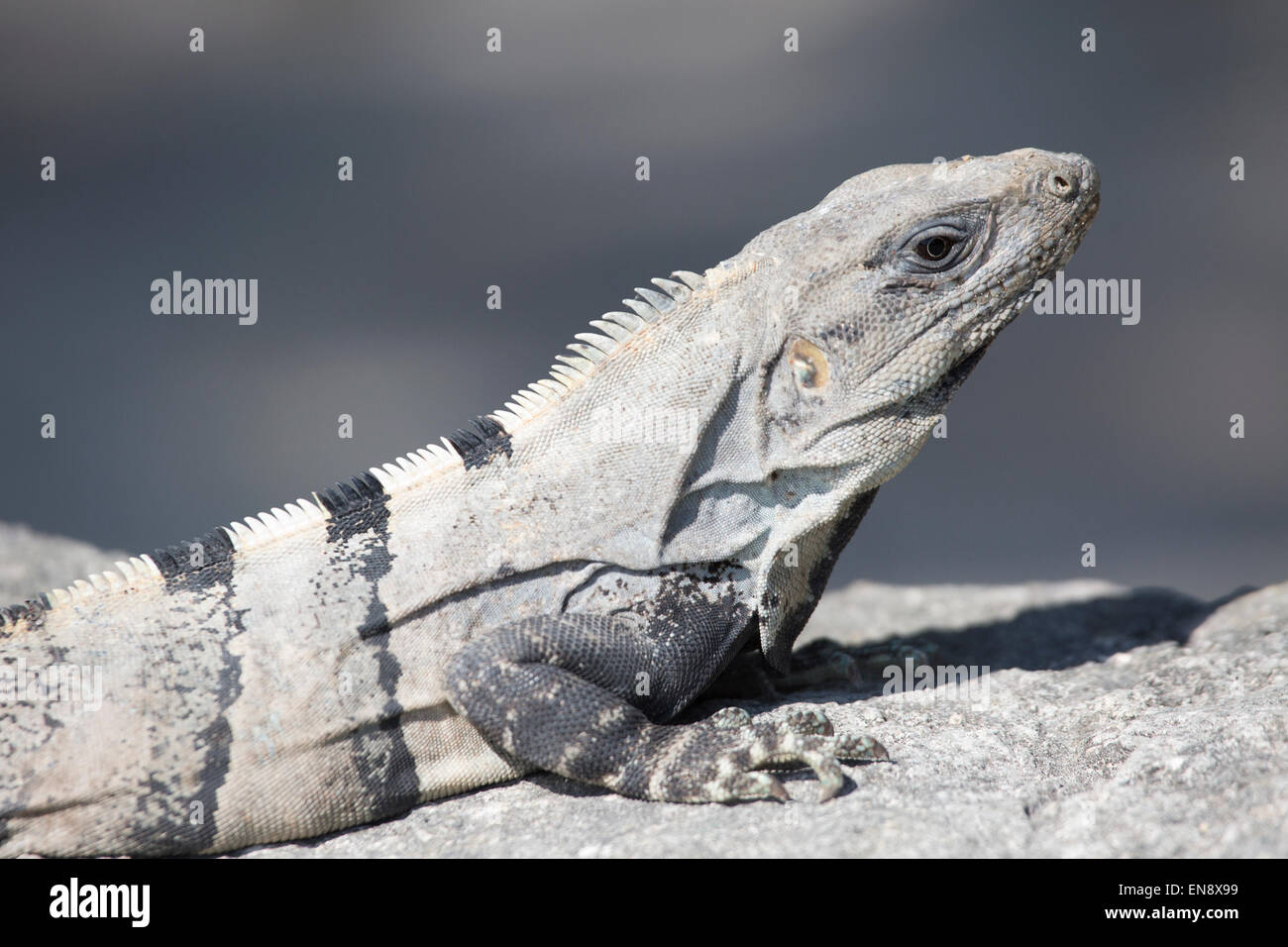 Mexico Yucatan Animals High Resolution Stock Photography and Images - Alamy