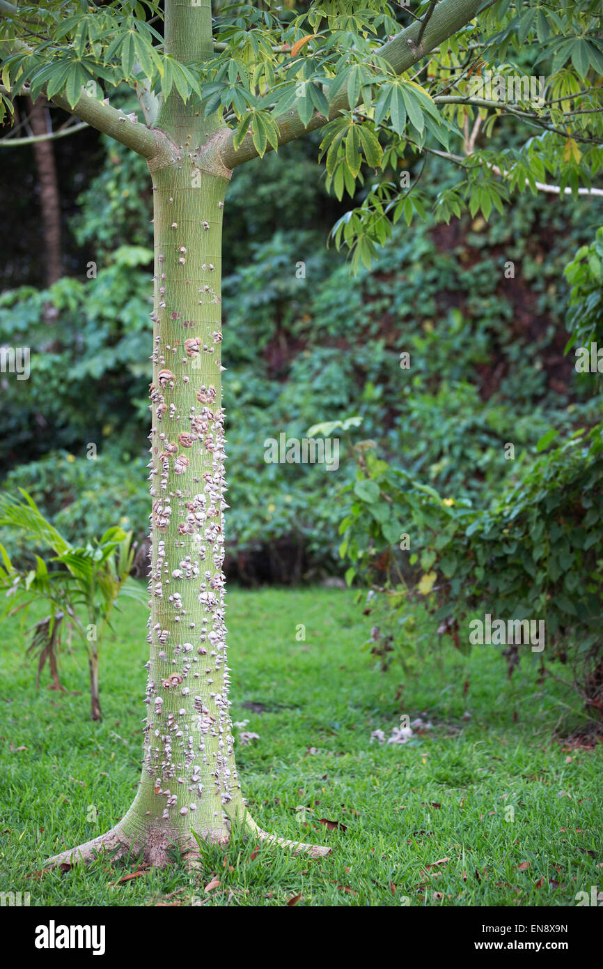 Trees With Thorns On The Trunk