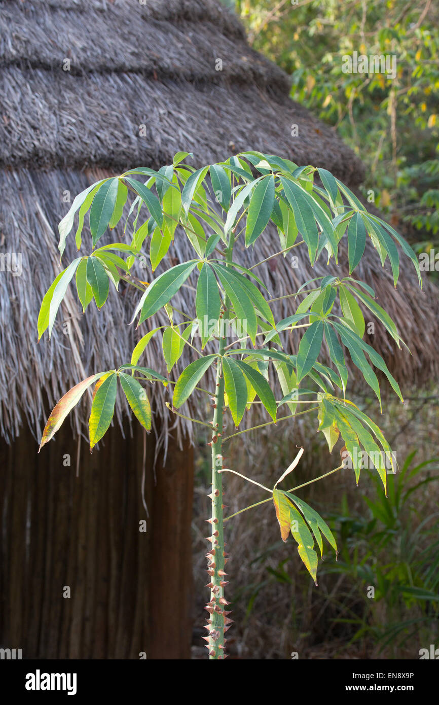 Young Ceiba tree trunk with thorns in Sandos Caracol Eco Resort Stock ...