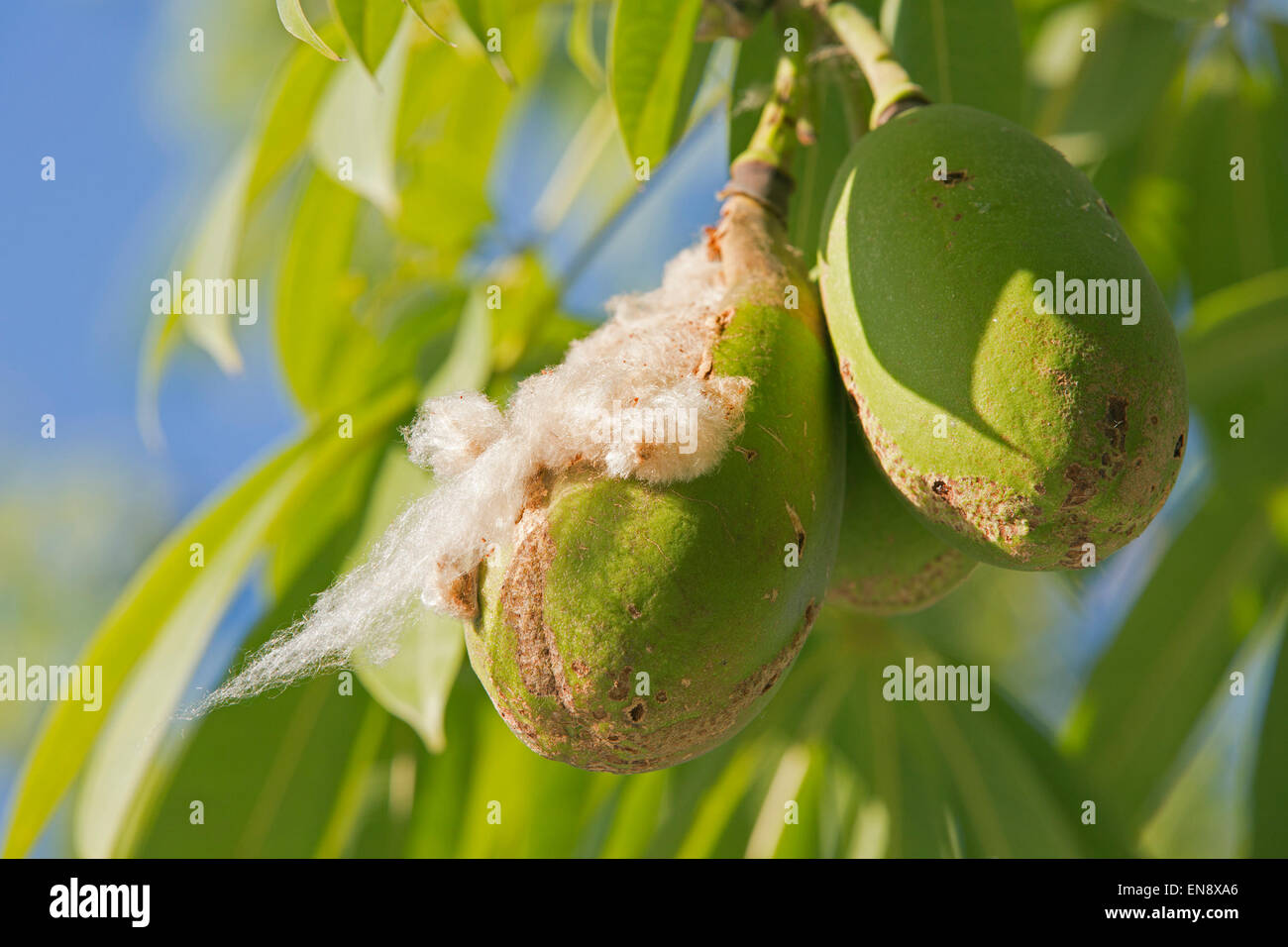 Kapok seed pods with cotton on Sacred Ceiba tree, Sandos Caracol Eco ...