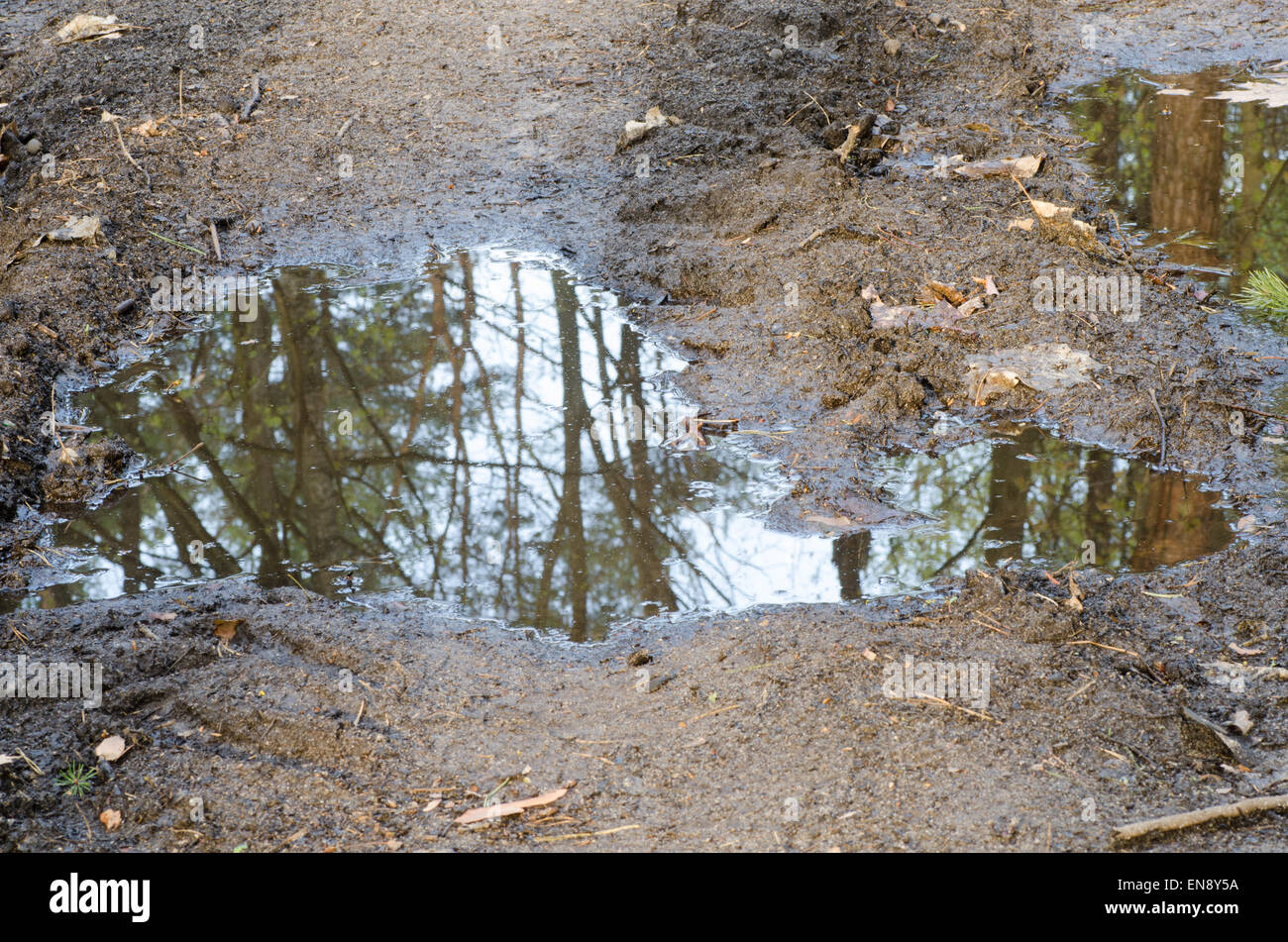 spring forest reflection in pond Stock Photo - Alamy