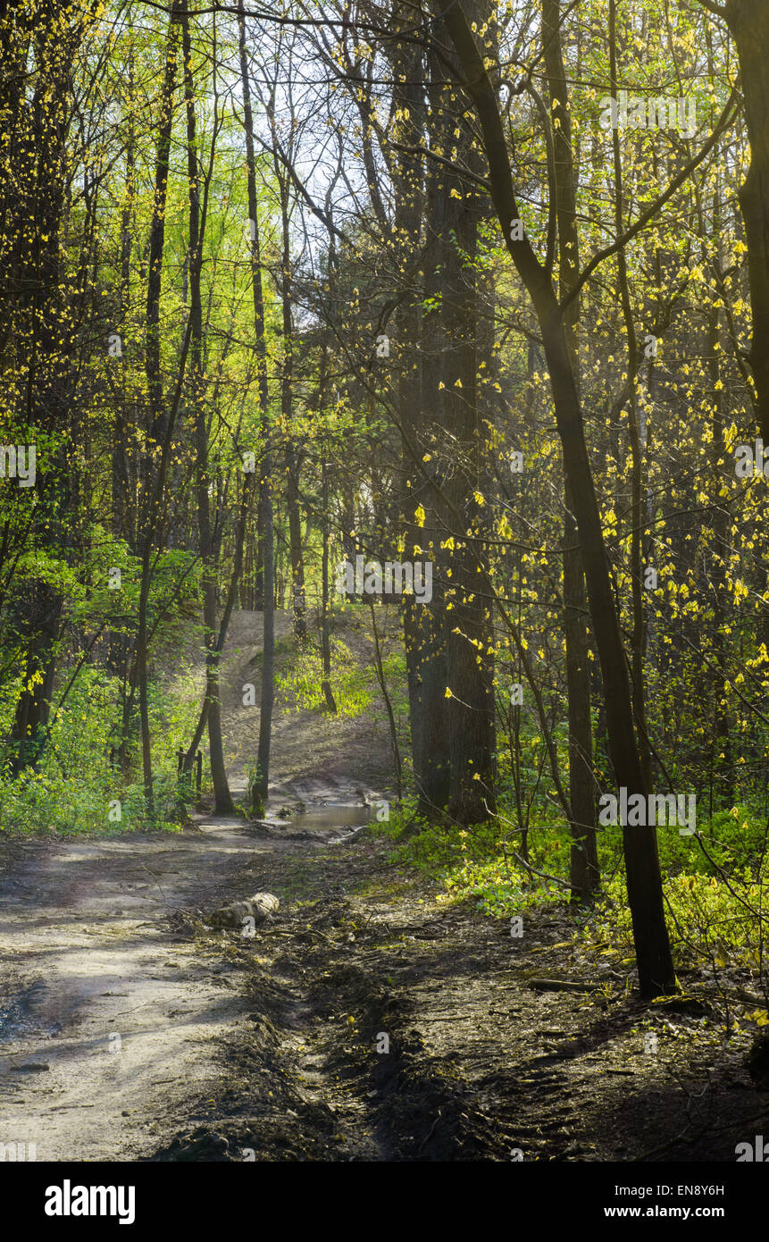 footpath in spring forest on sunny day Stock Photo - Alamy