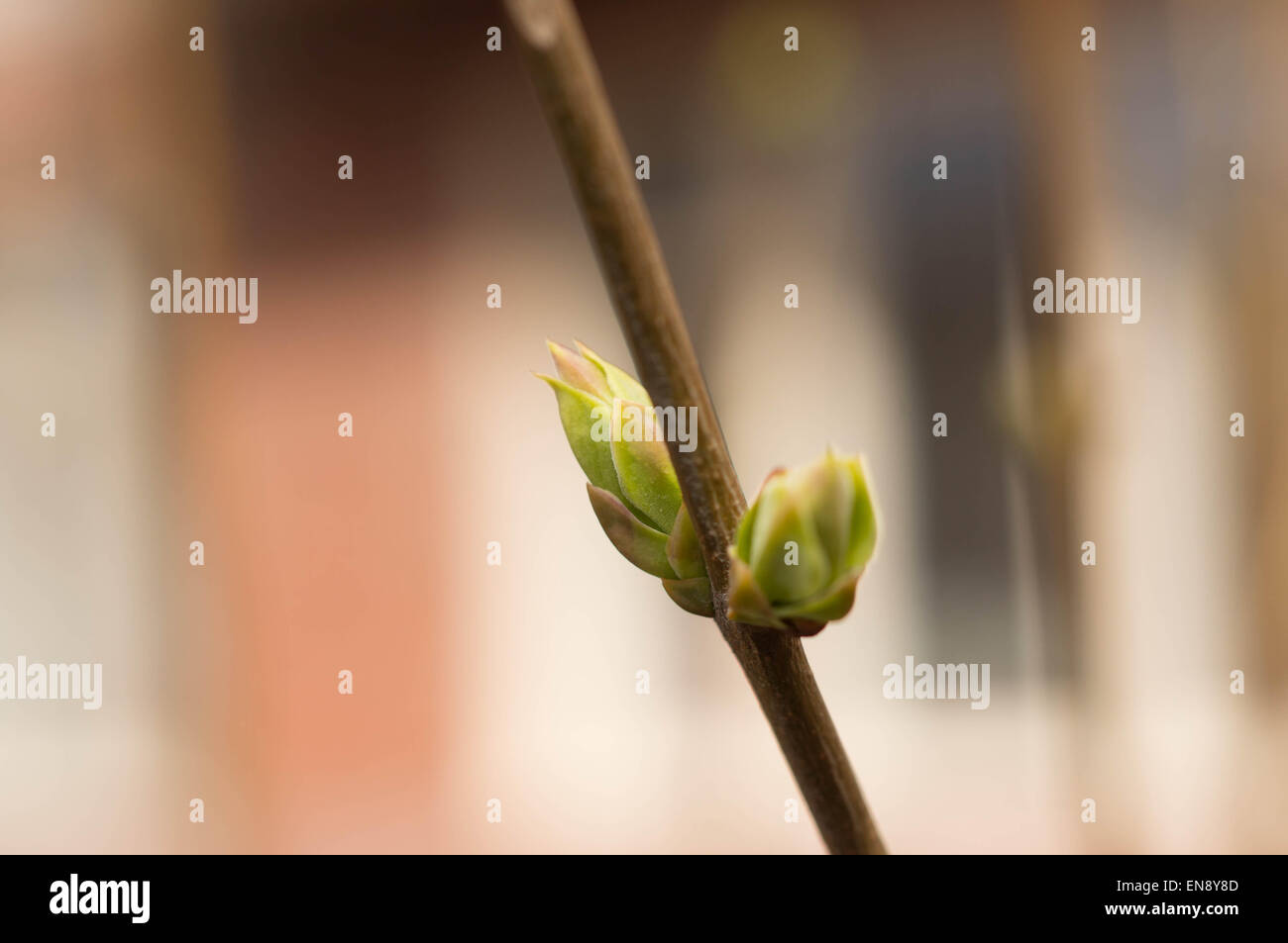 Tree branch with buds close up Stock Photo - Alamy