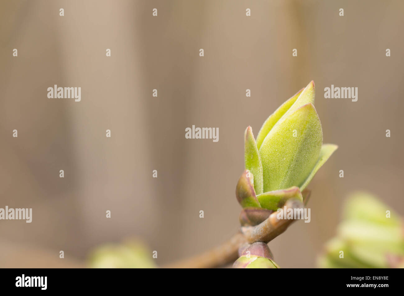 Tree bud with young leaves Stock Photo - Alamy