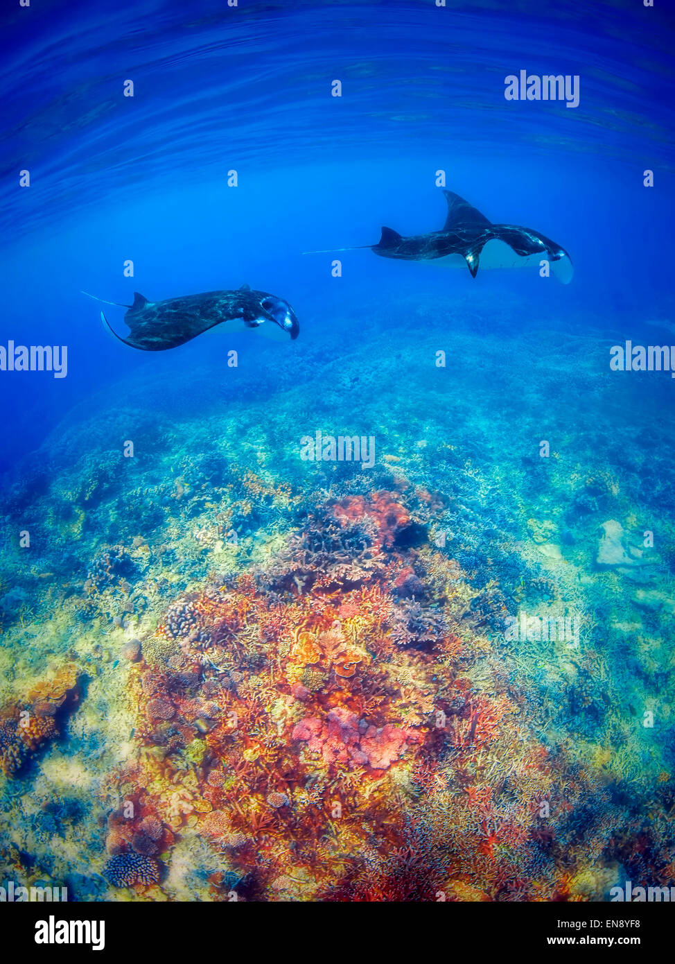 Rays Fish High Resolution Stock Photography and Images - Alamy
