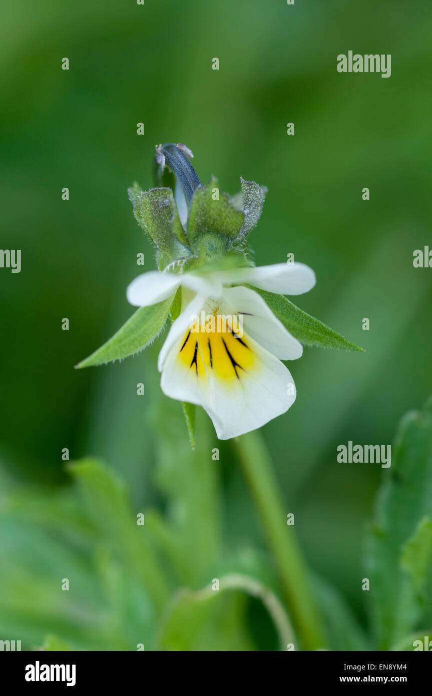 A single flower of Wild Pansy in a field edge near Amberley, West ...