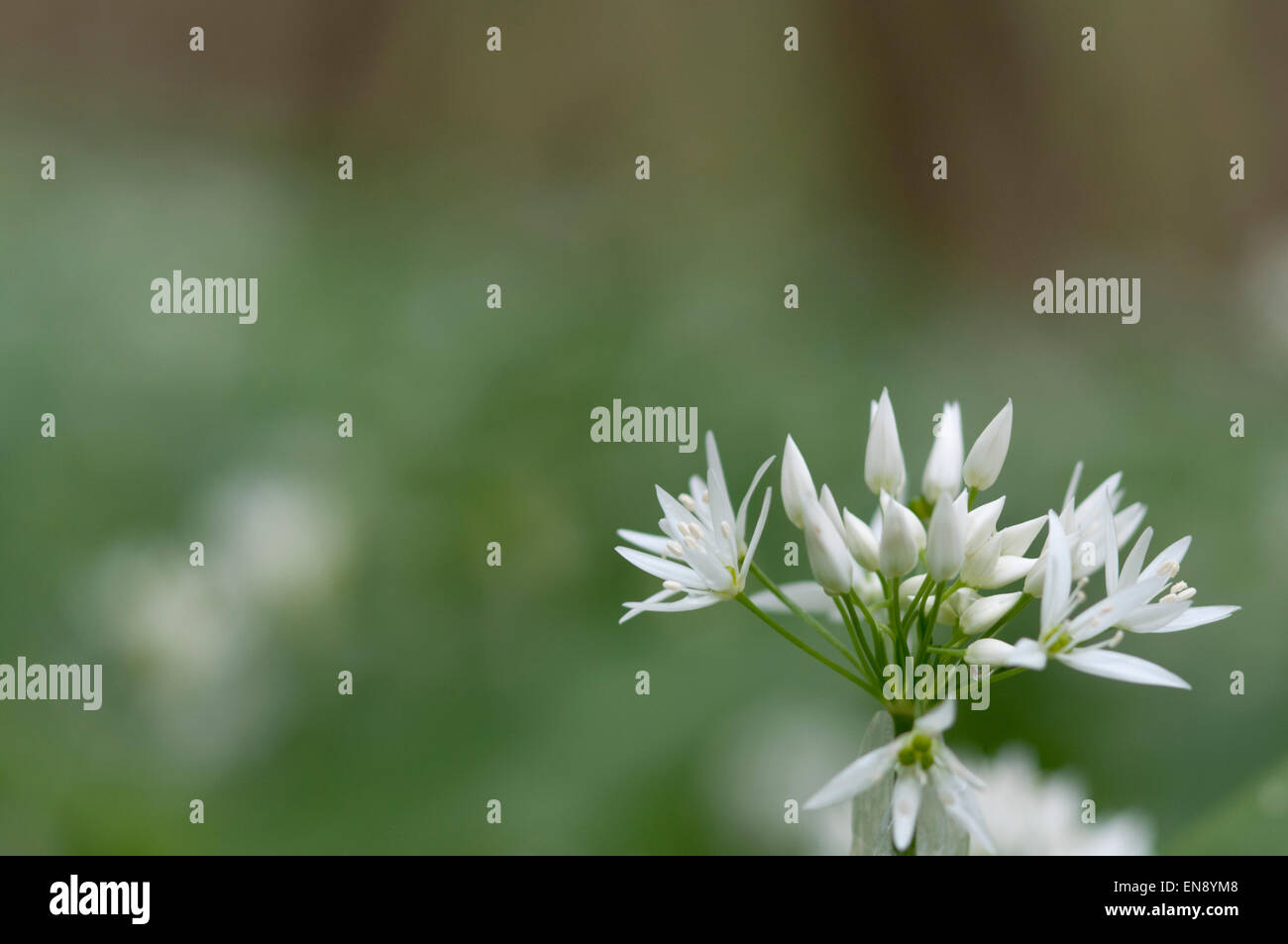 A newly emerged flower head of Ramsons in Coombe Wood near Amberley in ...