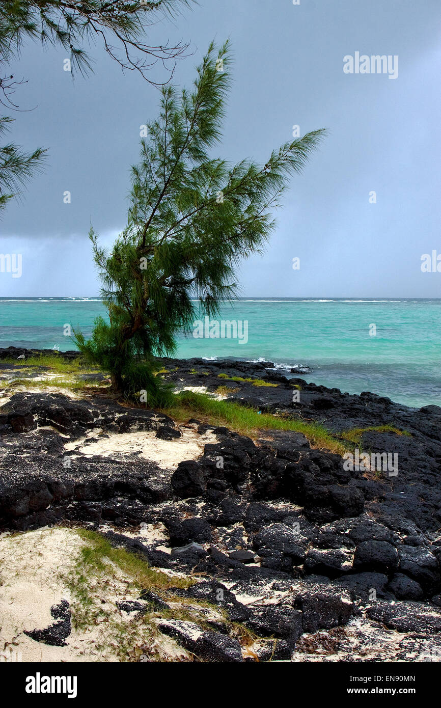 beach rock and stone in belle mare mauritius Stock Photo - Alamy