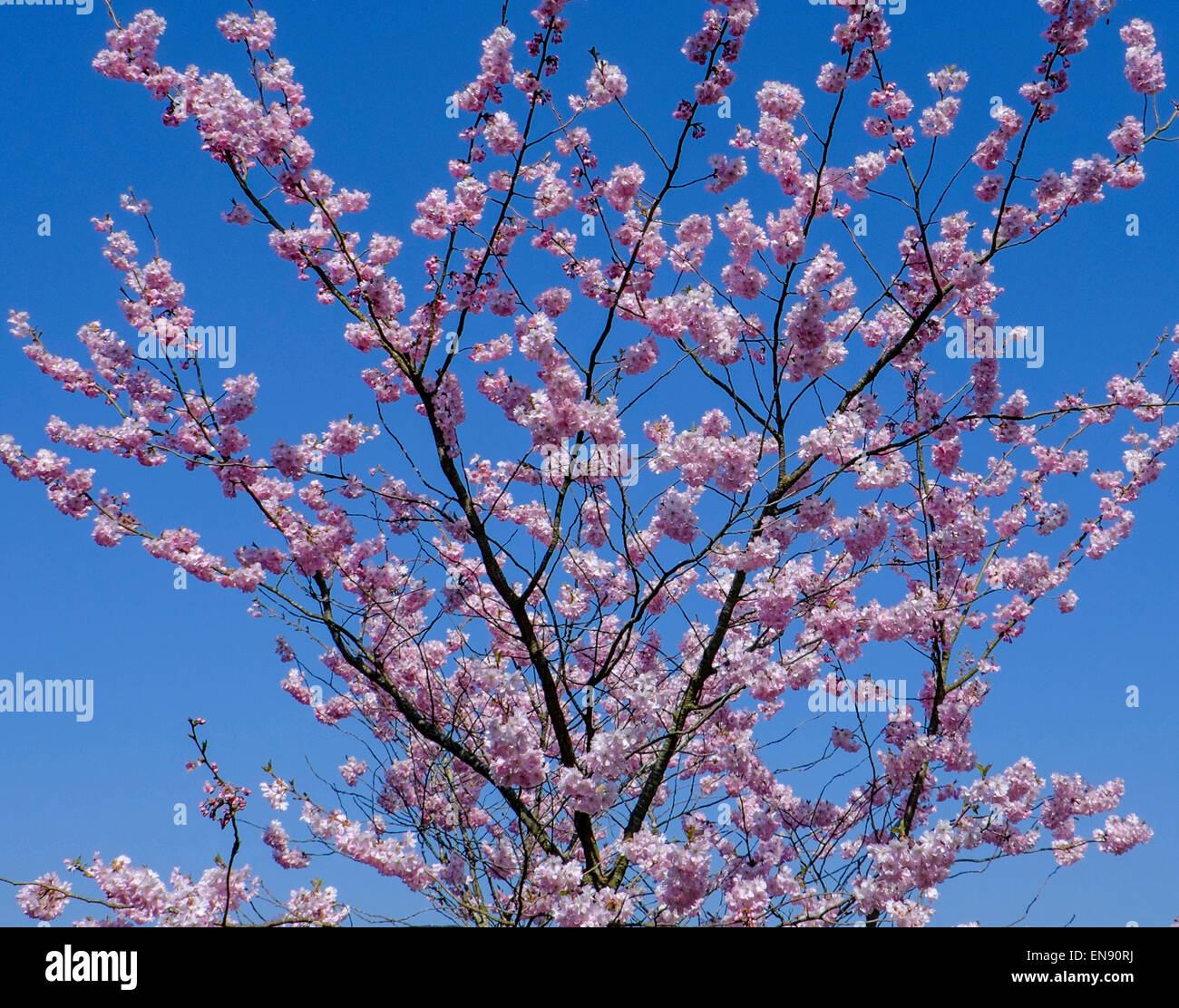 Pink Cherry blossom against an azure blue sky Stock Photo - Alamy
