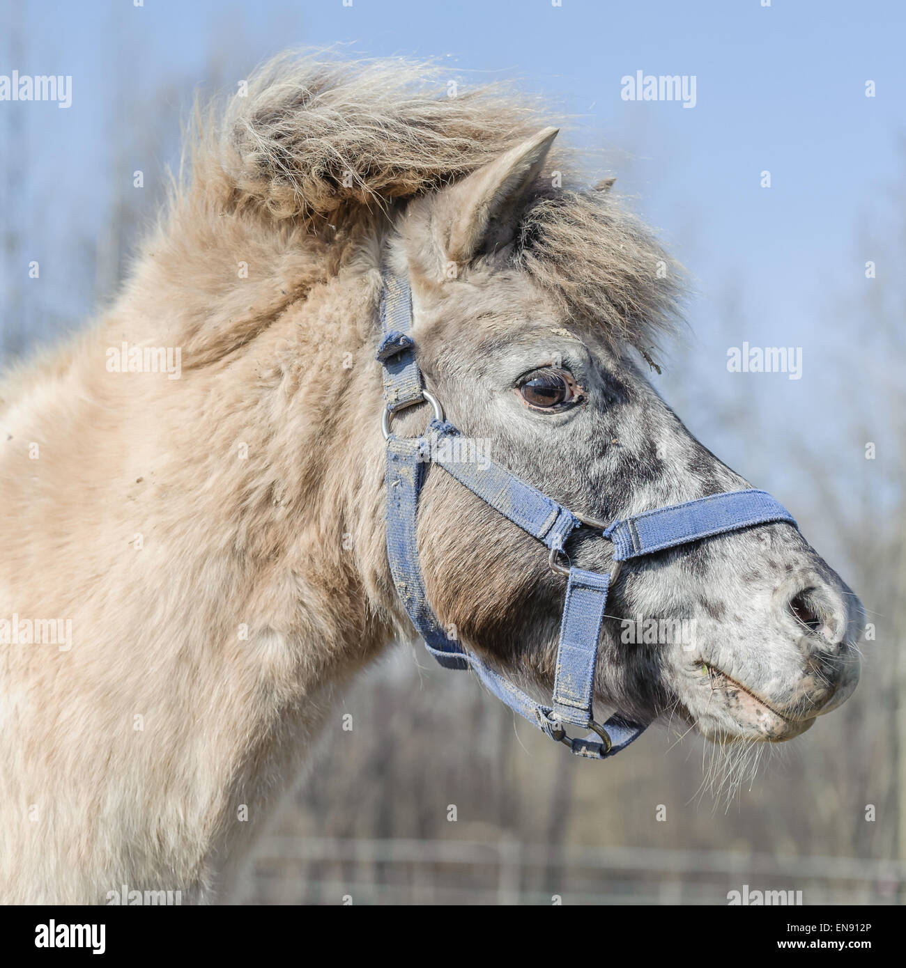 Closeup portrait of a beautiful horse pony Stock Photo - Alamy