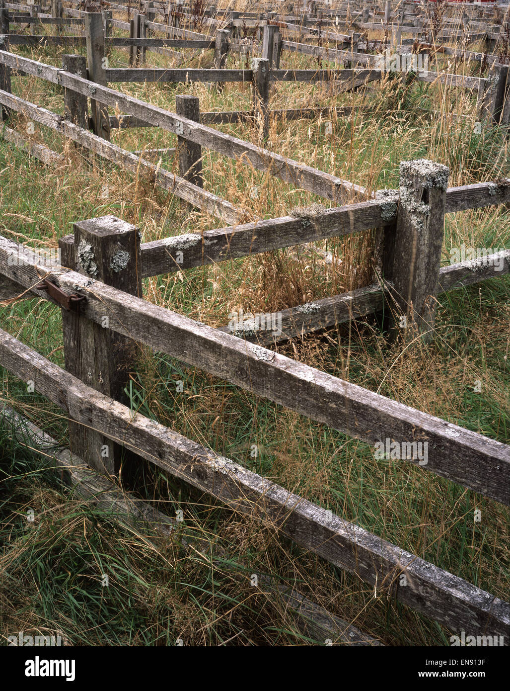 Wooden fences and gates at Lairg Cattle Market, Lairg, Sutherland ...