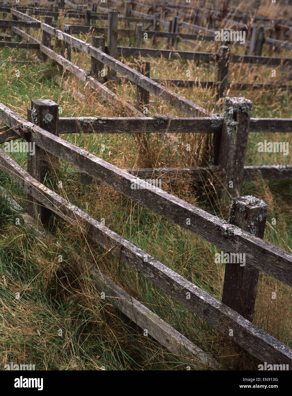 Wooden fences and gates at Lairg Cattle Market, Lairg, Sutherland ...