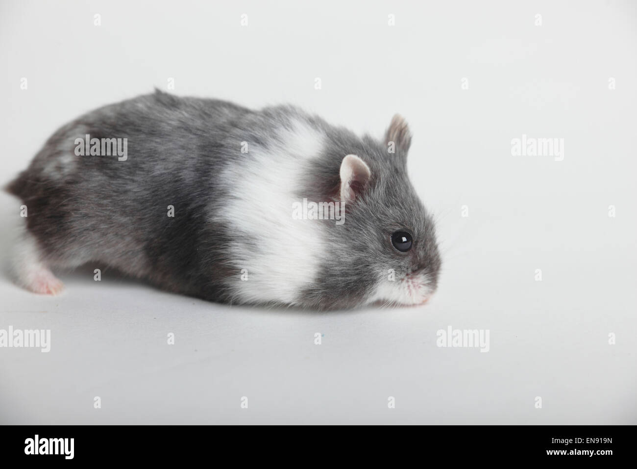 Russian dwarf hamsters hi-res stock photography and images - Alamy