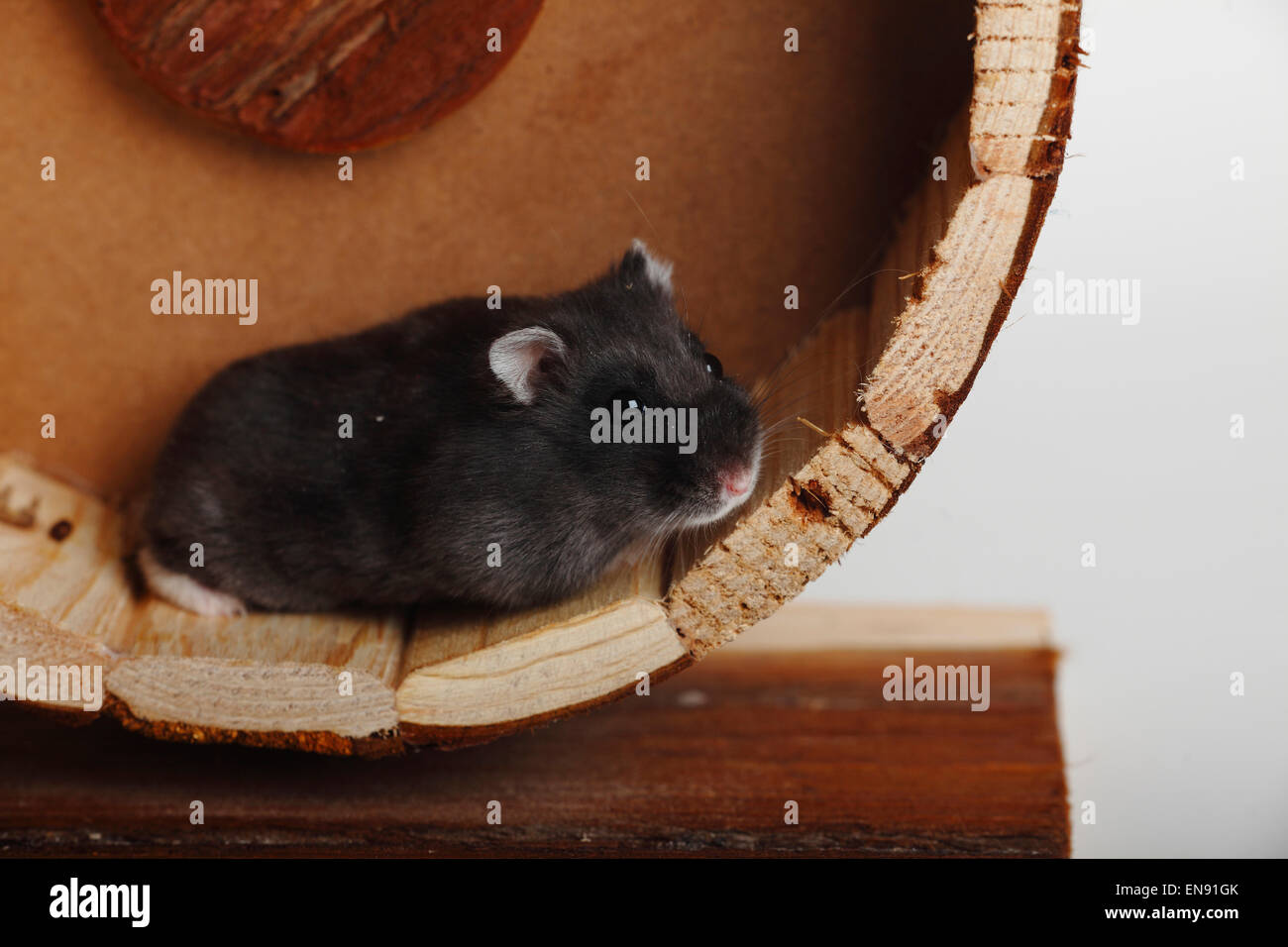 Russian Dwarf Hamster / (Phodopus sungorus)|Dsungarischer Zwerghamster ...
