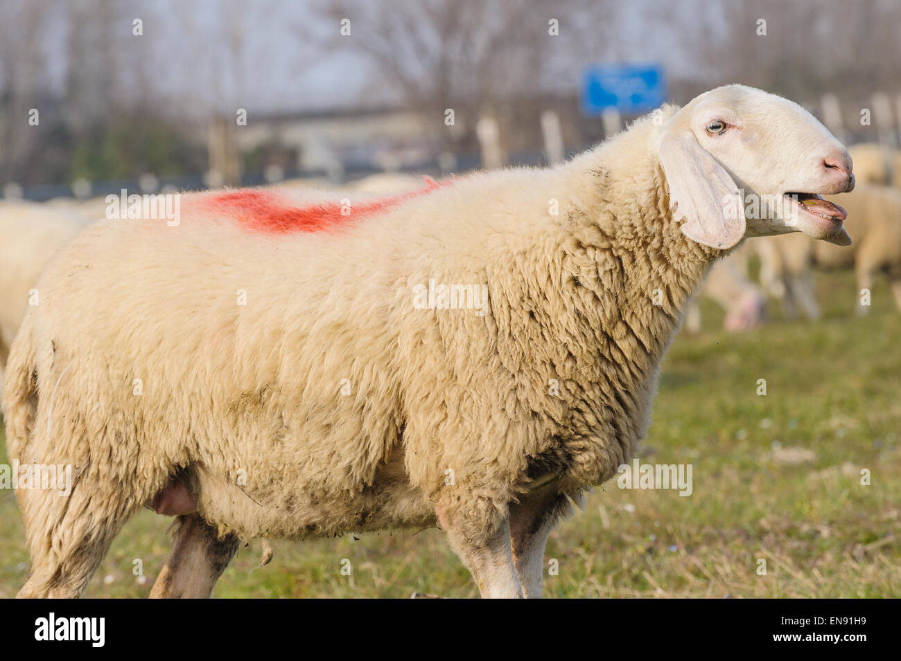 Portrait of beautiful sheep that is calling the lamb Stock Photo - Alamy