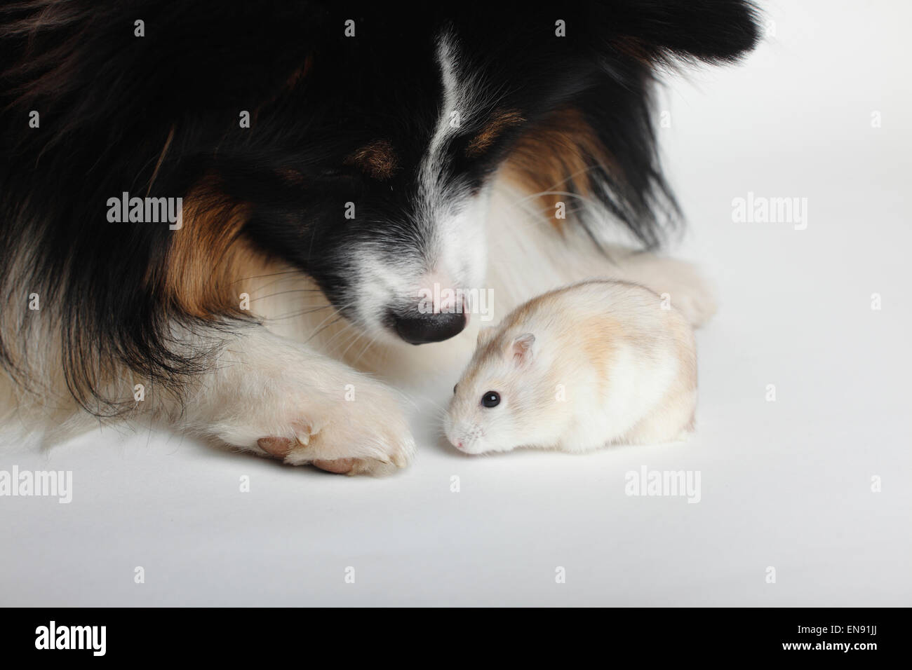 Russian Dwarf Hamster / (Phodopus sungorus)|Dsungarischer Zwerghamster ...