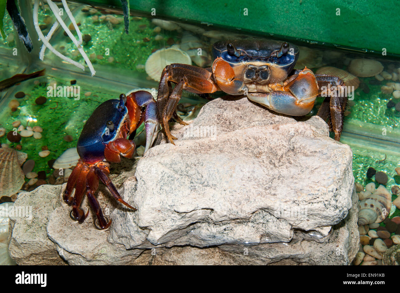 Rainbow crab a large, extremely beautiful, differ bright three-color ...