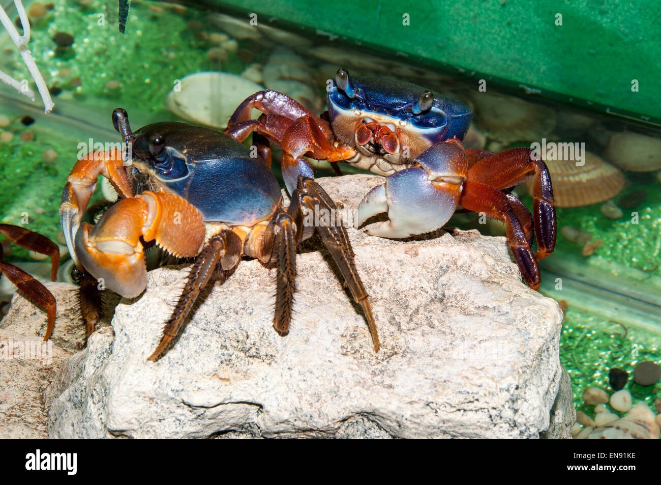 Rainbow crab a large, extremely beautiful, differ bright three-color ...