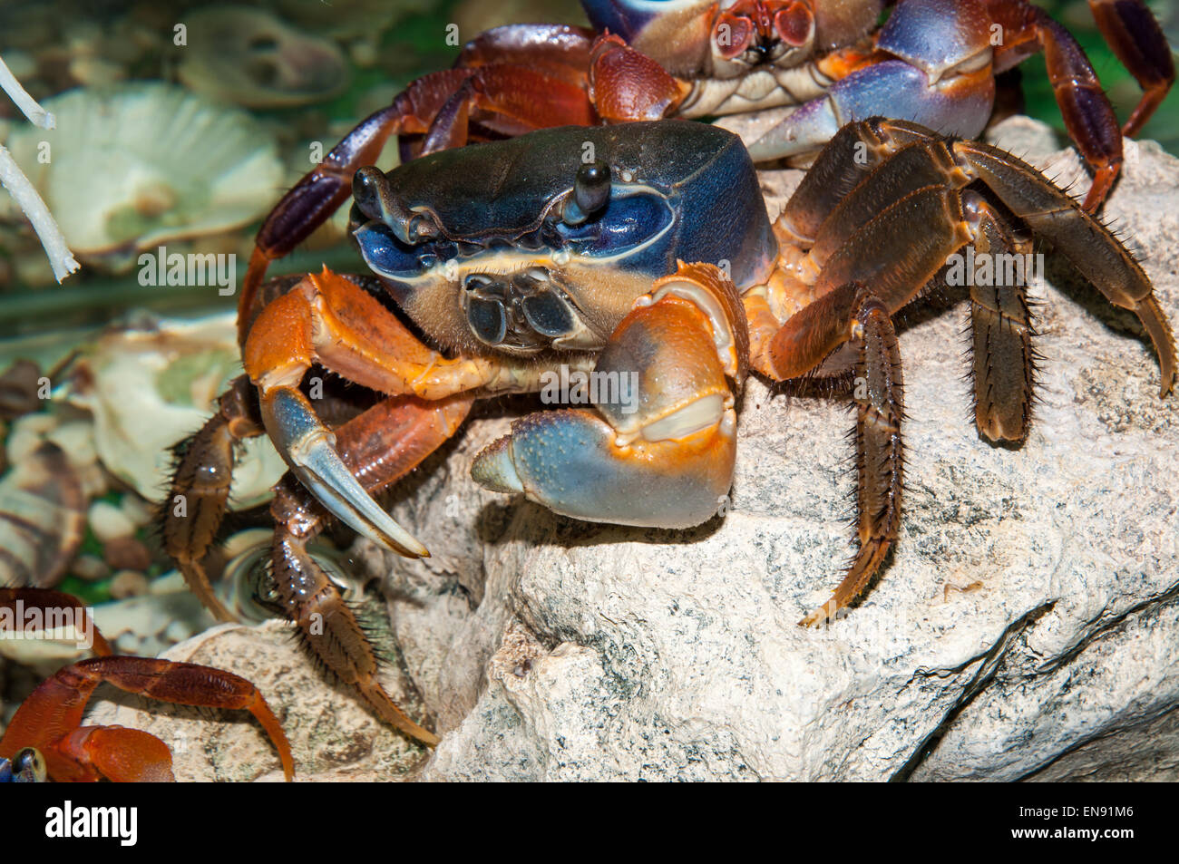 Rainbow crab a large, extremely beautiful, differ bright three-color ...